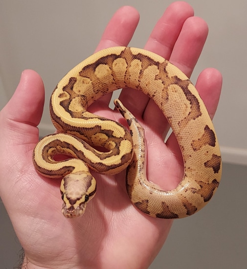 Super Vanilla 100% Het. Clown Ball Python by Cream City Saurians