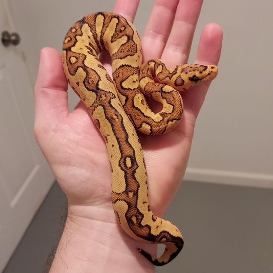 Fire Red Stripe Yellow Belly Clown Ball Python by Cream City Saurians
