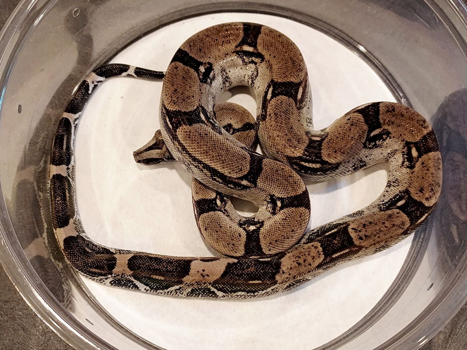 1.1 PAIR Anery (Russo) Longicauda Peruvian Long-Tailed Boa Constrictor ...