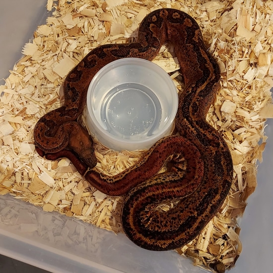 Orange Tail Hypo (Pos Super) Leopard Boa Constrictor by Cream City Saurians