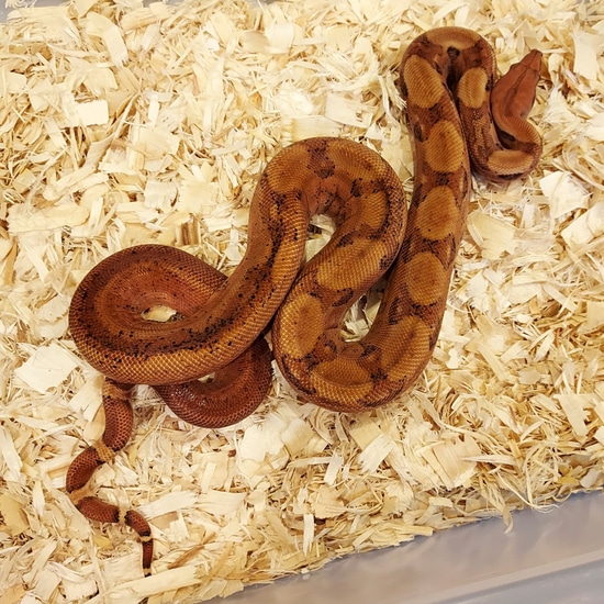 Orange Tail Hypo Blood Boa Constrictor by Cream City Saurians