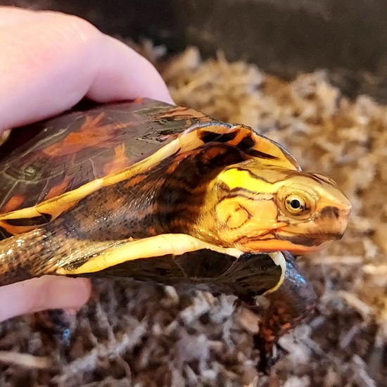 Red Dragon Hybrid (G. Japonica X C. Flavomarginata) Box Turtle by Cream ...