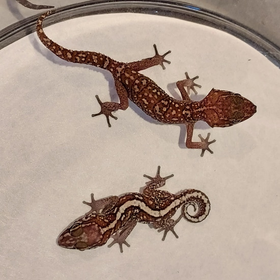 Red Project Pictus Females More Gecko by Cream City Saurians
