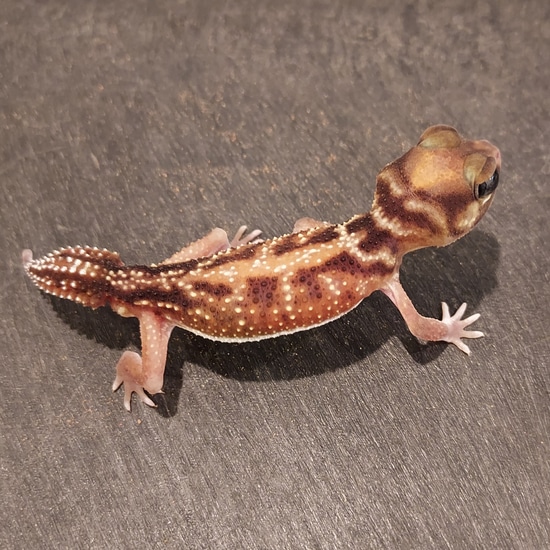 N. Levis Pilbarensis 100% Het. Albino & Patternless Knob-Tailed Gecko ...