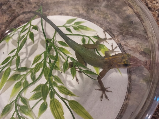 PAIR Guadeloupean Leopard Anole (Anolis Marmoratus Marmoratus) by Cream ...