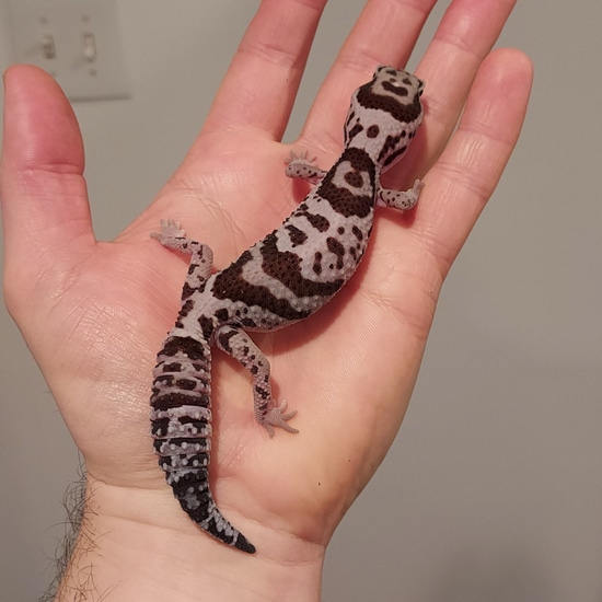 White Out Oreo 100% Double Het Caramel X Zulu African Fat-Tailed Gecko ...