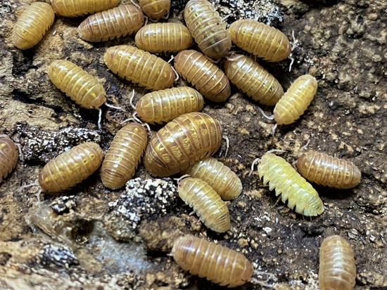 (10ct) T+ Albino Isopods "Armadillidium Vulgare" by Creation Cultivated