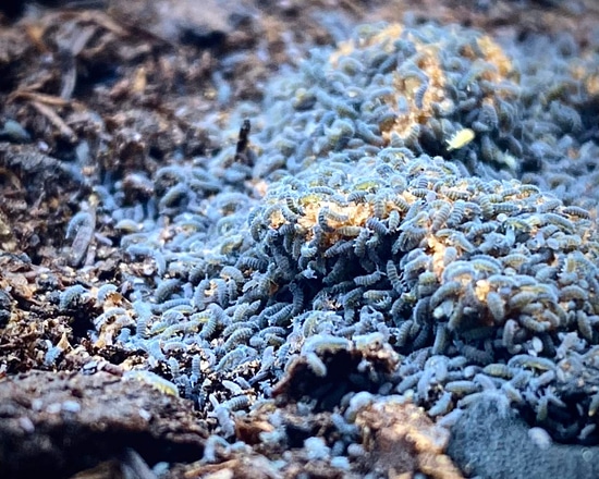 (50+) Purple Lilac Springtails "Ceratophysella Sp" Isopod by Creation ...