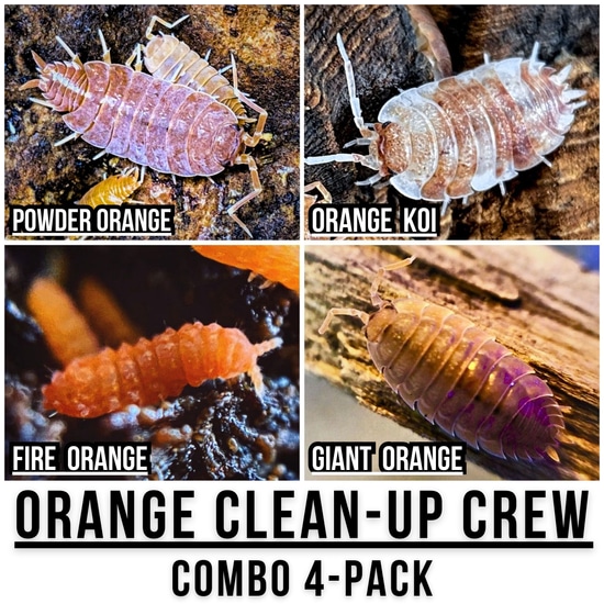 Orange Clean Up Crew (Combo 4-Pack) Isopod by Creation Cultivated