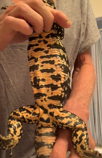Young FIREBELLY Tegu Other Tegus by Reptile World