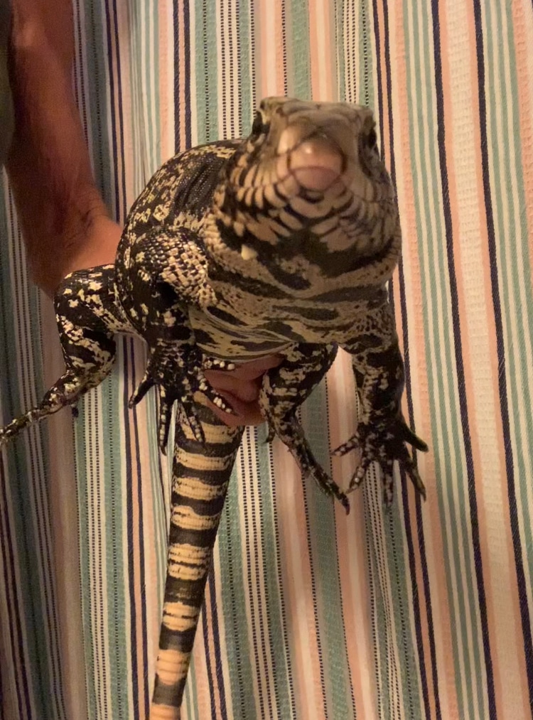 Argentine B&w Argentine Tegus by Reptile World - MorphMarket