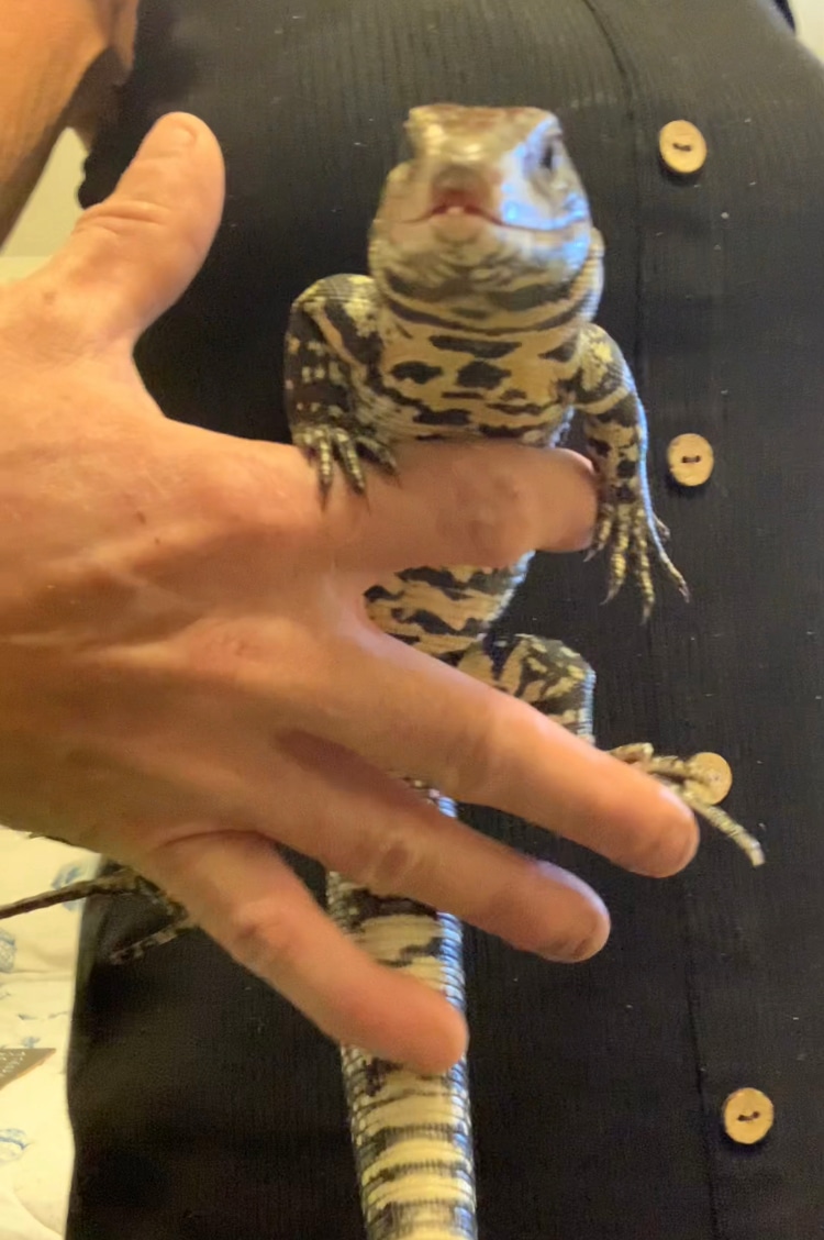 Argentine B&w Salvator Tegu by Reptile World - MorphMarket