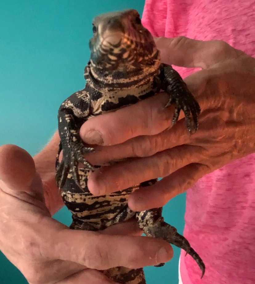 Little Baby Dark Colors Salvator Tegu by Reptile World - MorphMarket