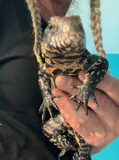 Firebelly Morph Tegu Argentine Tegus by Reptile World