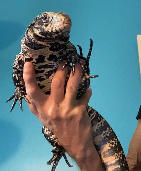 Firebelly Male Argentine Tegus by Reptile World