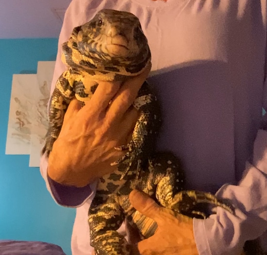 Dark Flawless Male Argentine Tegus by Reptile World