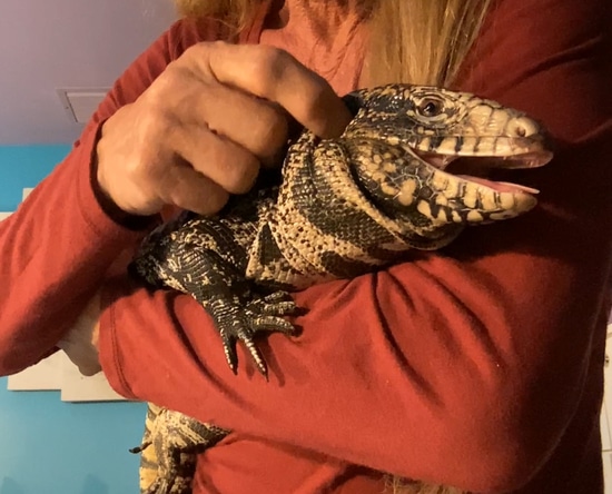 Handsome Male Argentine Tegus by Reptile World