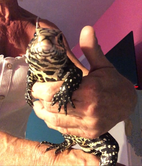 Adorable Young Tegu Argentine Tegus by Reptile World