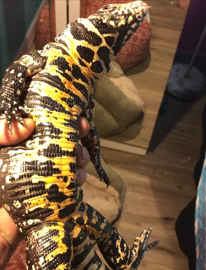 Florida Firebelly Morph Argentine Tegus by Reptile World