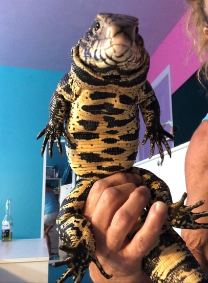 Dark Florida Firebelly Morph Argentine Tegus by Reptile World