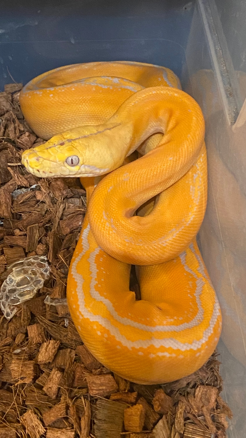 Lavender Albino Goldenchild Platinum Reticulated Python by Python Lab ...
