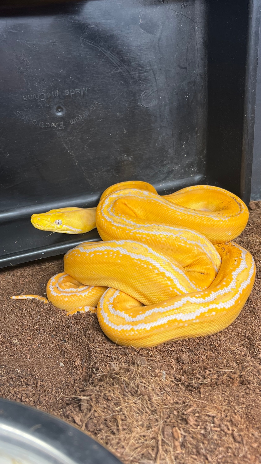 Lav Albino Platinum Golden Child Reticulated Python by Python Lab ...