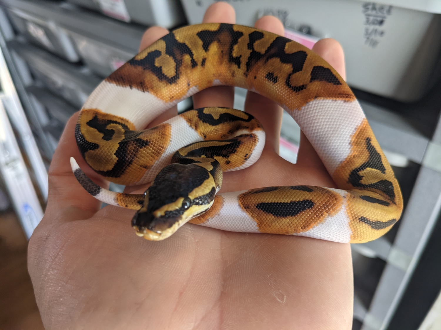 Pied 66% Tsk Axanthic Ball Python by Creature Breeders - MorphMarket