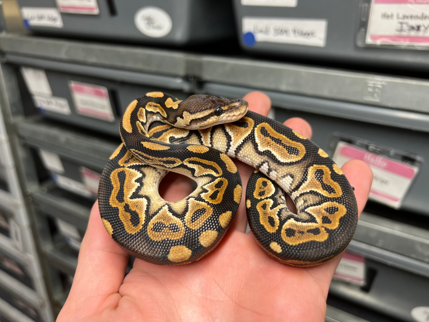 Black Pastel Phantom 50% Clown 50% Hypo Ball Python by Creature ...