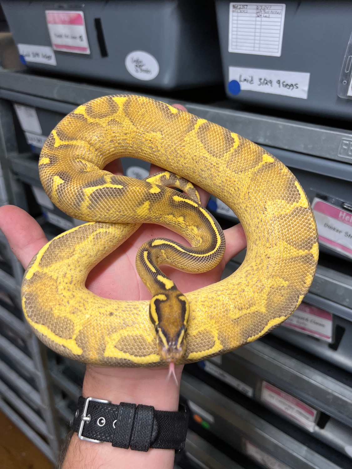 Asphalt Ench Yellowbelly Ball Python by Creature Breeders - MorphMarket