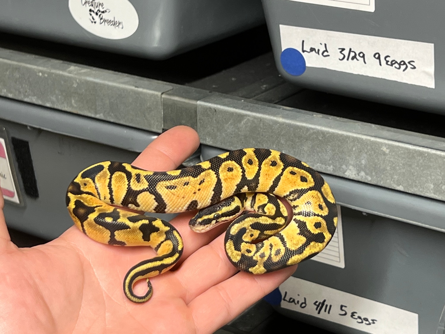 Pastel Het TSK Axanthic Ball Python by Creature Breeders - MorphMarket