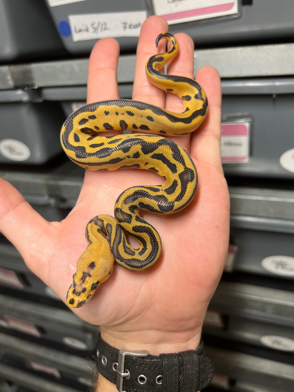 Fire Leopard (Possible Super Leopard) Clown 50% Het Hypo Ball Python by ...