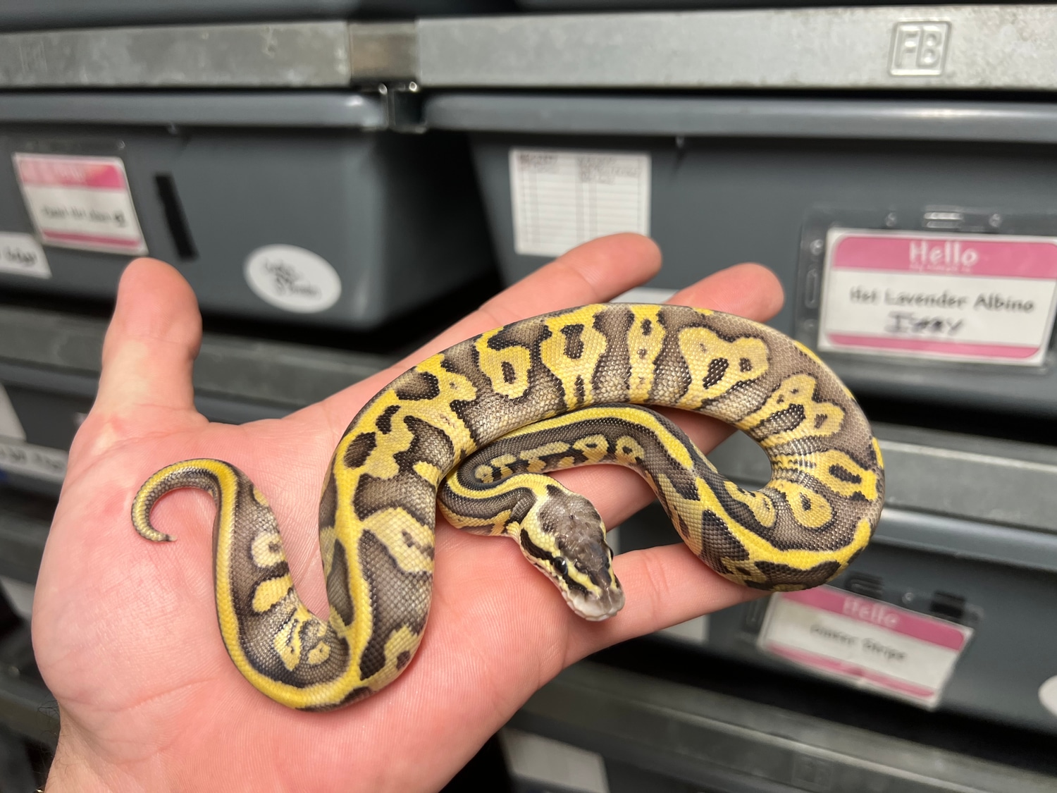 Firefly Leopard 66% Het Clown Ball Python by Creature Breeders ...