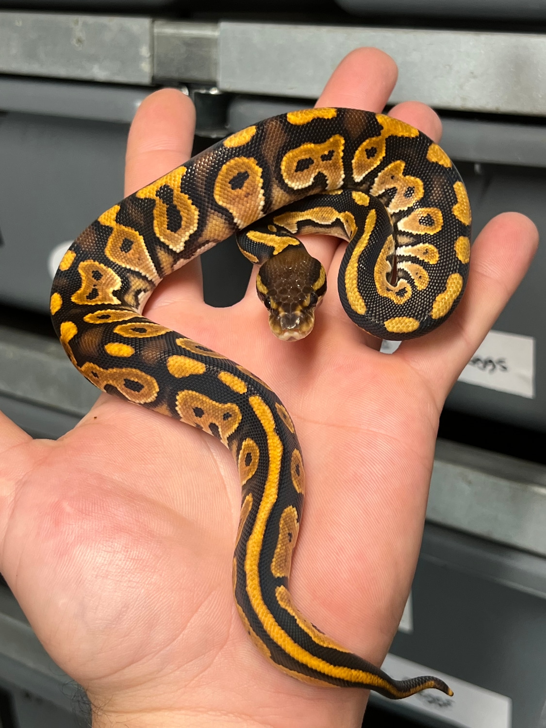 Black Pastel Orange Dream Ball Python by Creature Breeders - MorphMarket