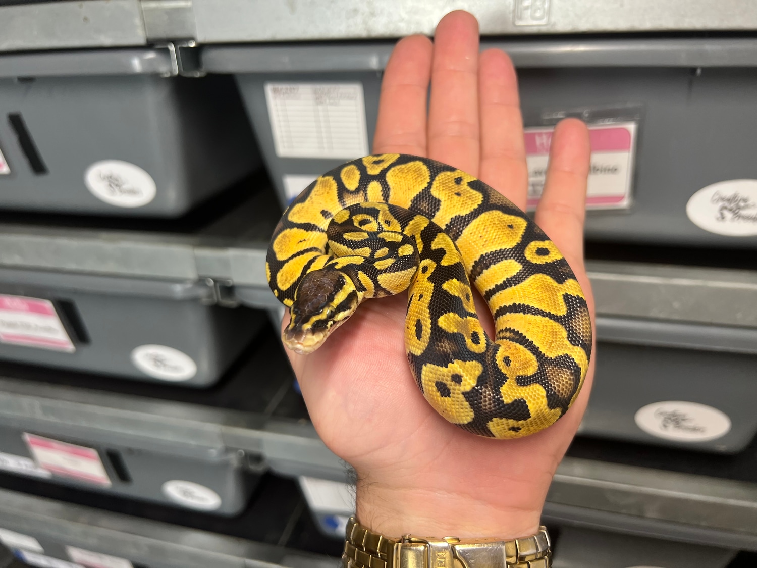 Firefly Het Pied Ball Python by Creature Breeders - MorphMarket