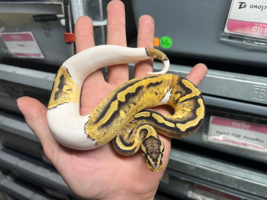 Fire Pied Het Clown Ball Python by Creature Breeders