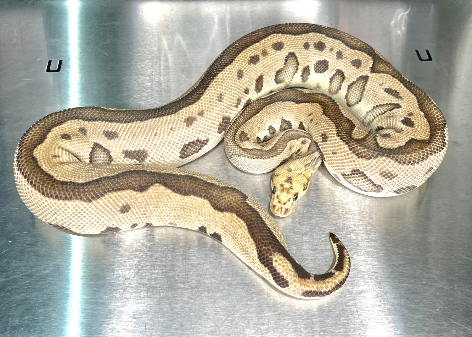 Creature Breeders's Collection - MorphMarket