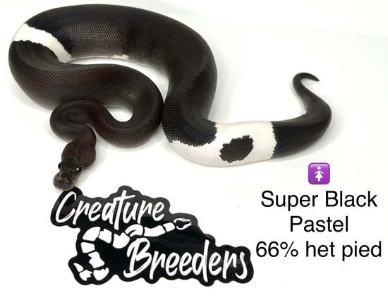 Super Black Pastel 66% Het Pied Ball Python by Creature Breeders