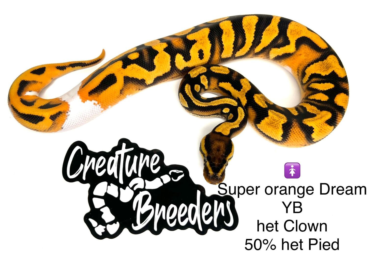 Super Orange Dream Yellow Belly Het Clown 50% Het Pied Ball Python by ...