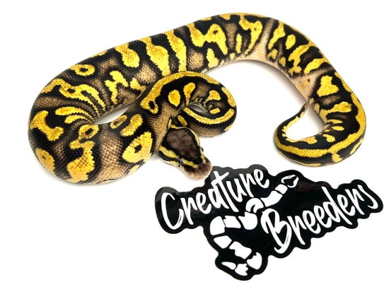 Pastel Yellowbelly Leopard Orange Dream Het Clown 50% Het Pied Ball Python by Creature Breeders