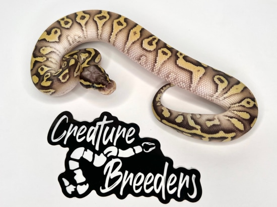Pastel Lesser Yellowbelly Orange Dream Het Clown 50% Het Piebald Ball Python by Creature Breeders