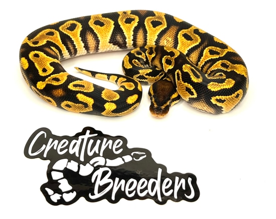 Orange Dream Yellowbelly Het Clown 50% Het Pied Ball Python by Creature Breeders