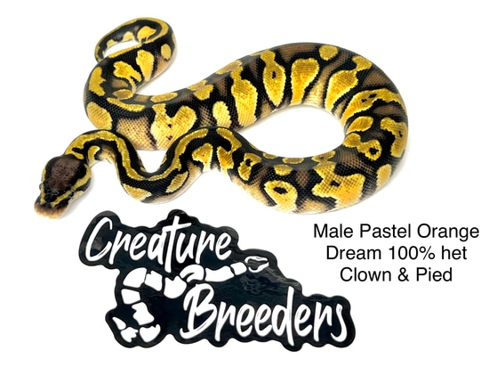Orange Dream Pastel Het Clown Het Piebald Ball Python by Creature Breeders