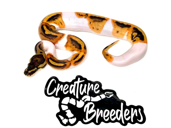 Orange Dream Pied Het Clown Ball Python by Creature Breeders
