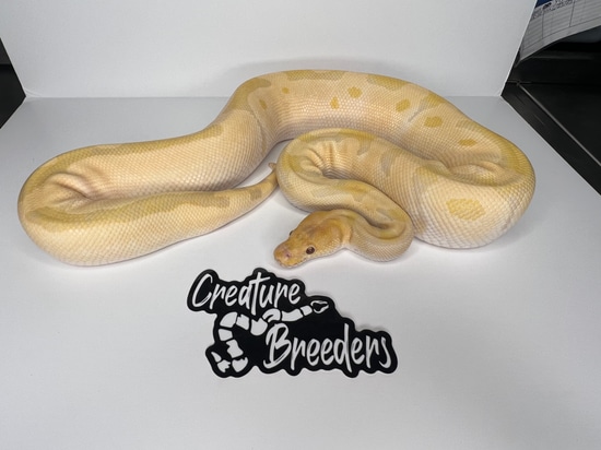Candino Clown Proven Breeder Ball Python by Creature Breeders