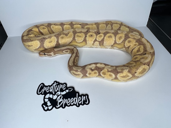 Banana Asphalt Female Maker Proven Breeder Ball Python by Creature Breeders