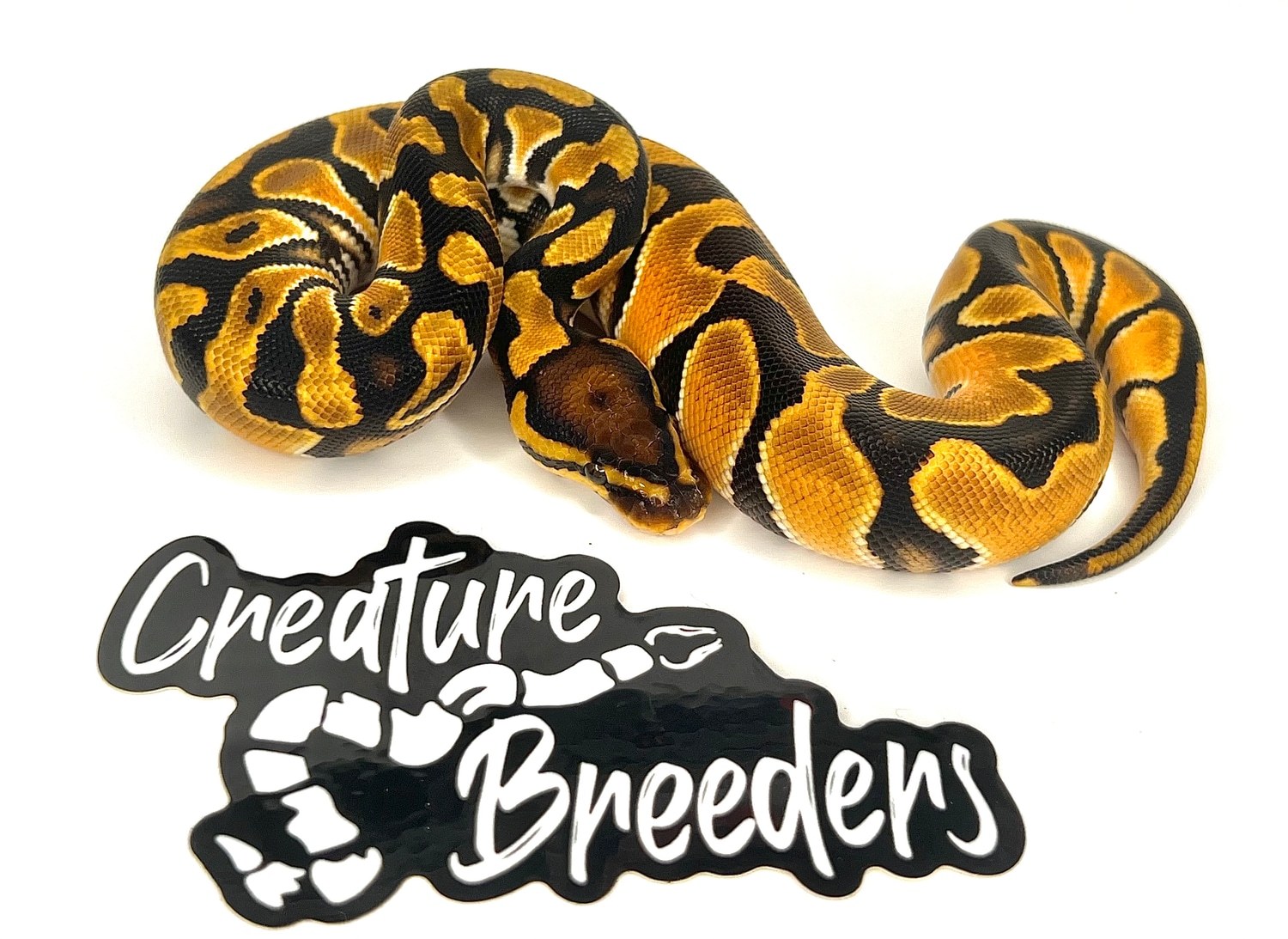 Orange Dream 100% Het Clown 50% Het Pied*Free Shipping* Ball Python by Creature Breeders ...