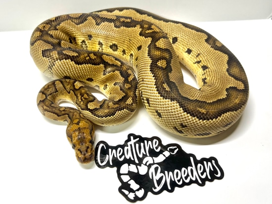 Keyhole Clown * Free Shipping* Ball Python by Creature Breeders