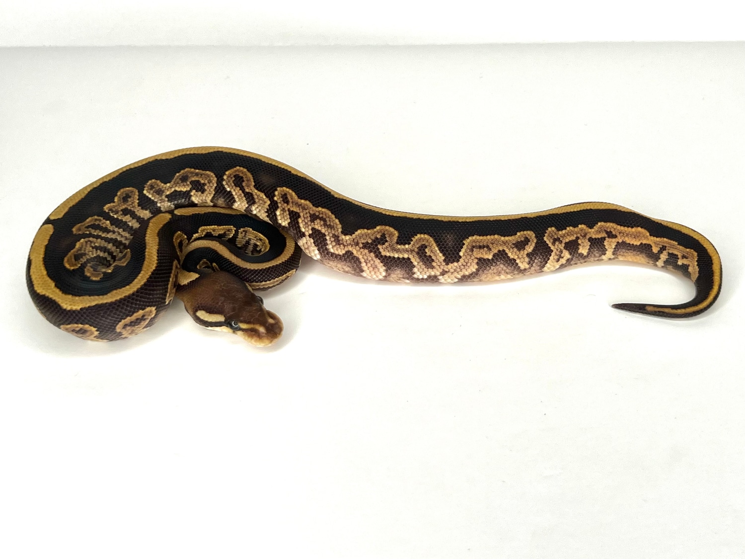 Black Pastel Mahogany Fire Het Pied Ball Python by Creature Breeders ...