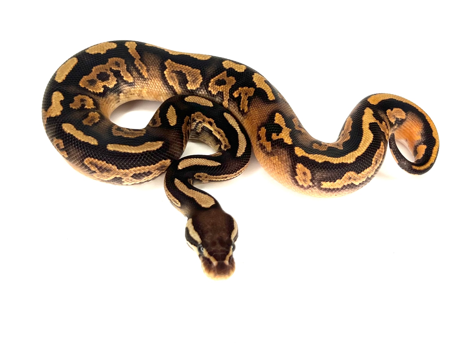 Black Pastel Fire Mahogany Het Pied Ball Python by Creature Breeders ...