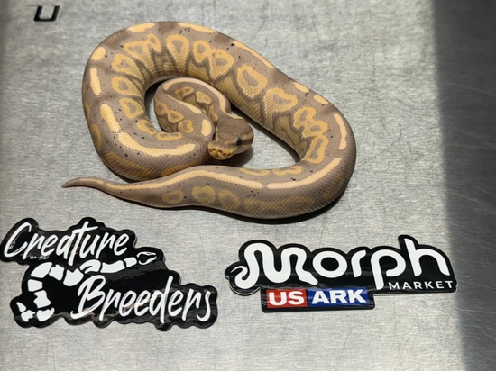 Banana Cinnamon Possible Keyhole 100% Het Clown Ball Python by Creature Breeders